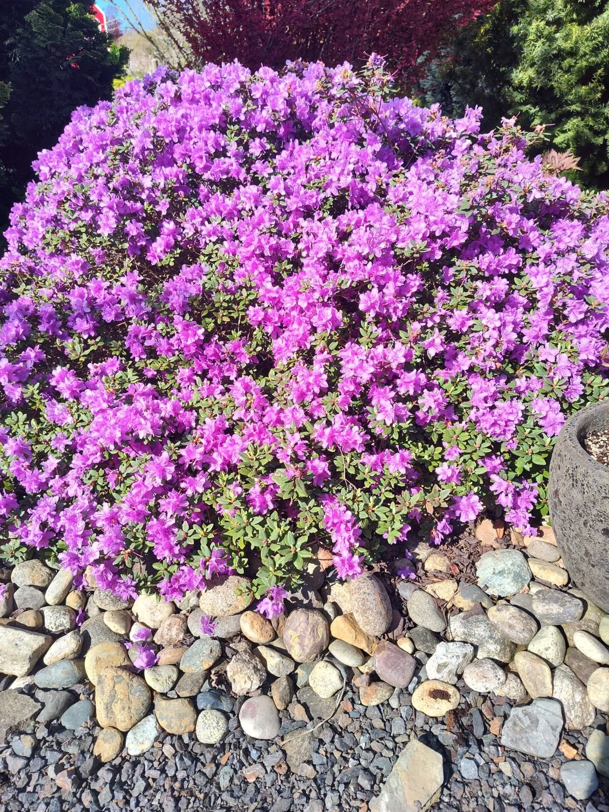 Rockin’ Out With Rhododendrons — Sunnyside Nursery