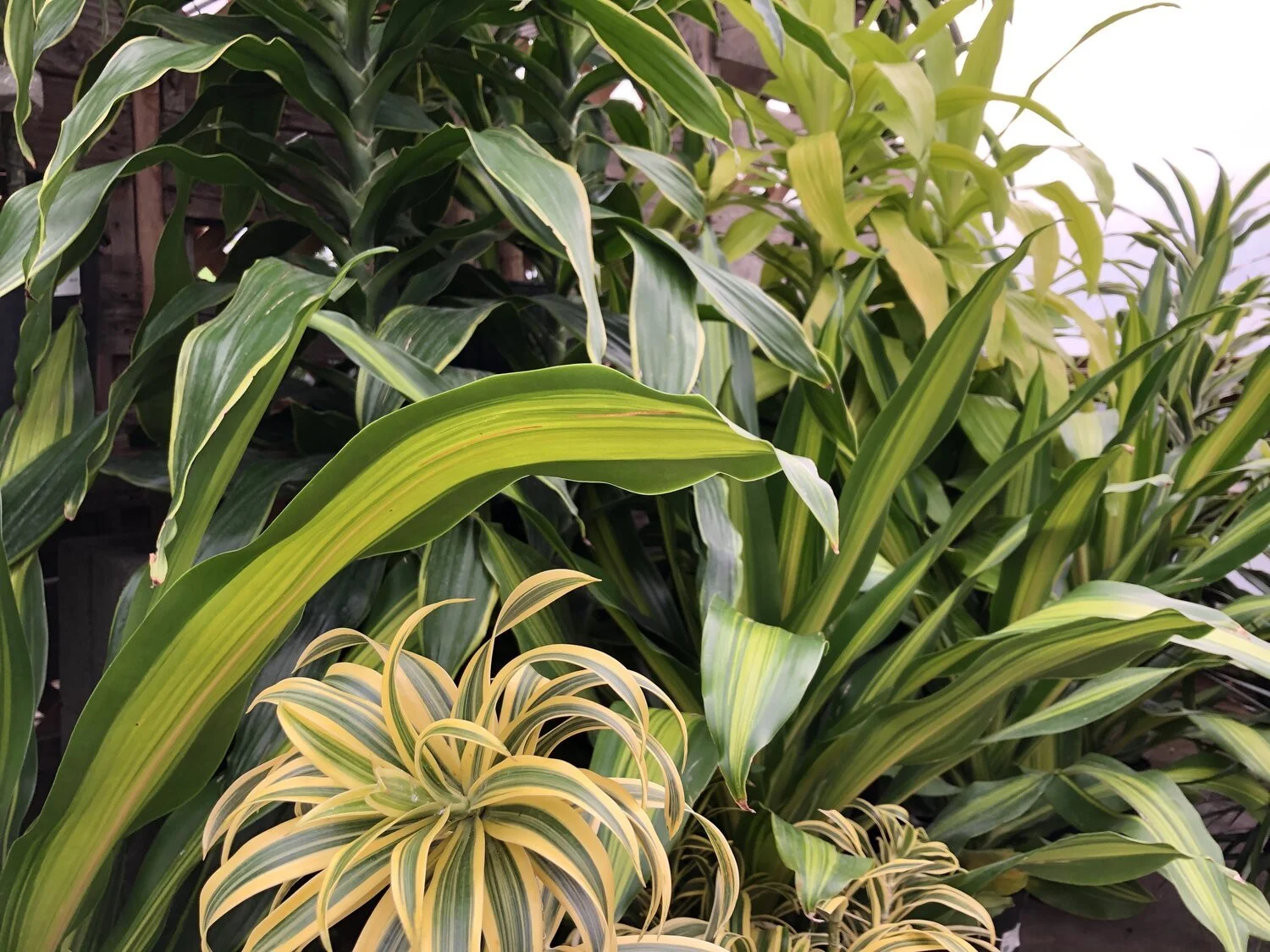 Medium Light Houseplants — Sunnyside Nursery