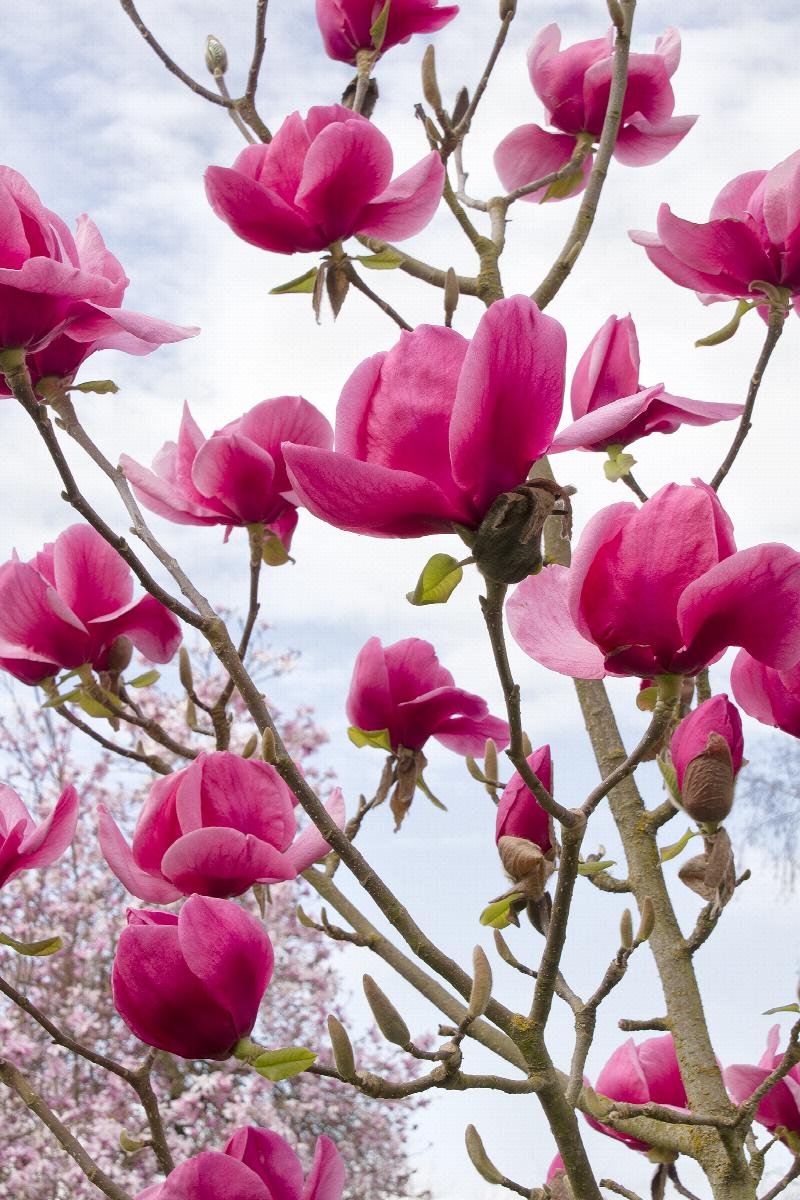 Magnolia Trees — Sunnyside Nursery
