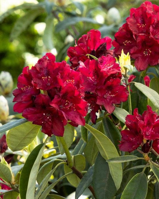 Red Rhododendrons — Sunnyside Nursery