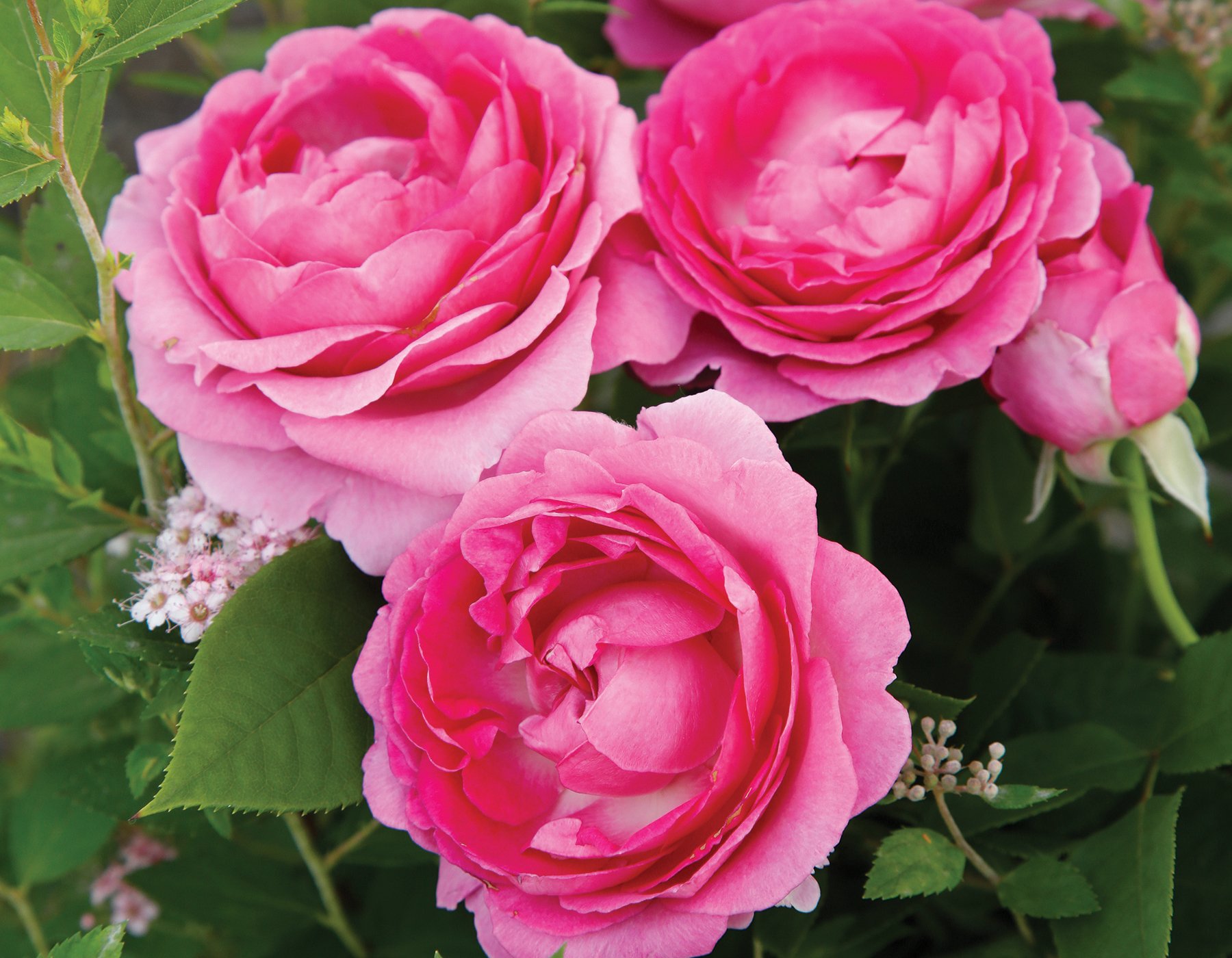 Neptune Rose Bush