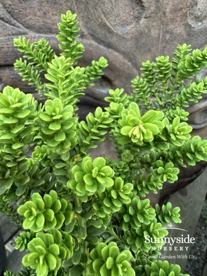Taxus — Sunnyside Nursery