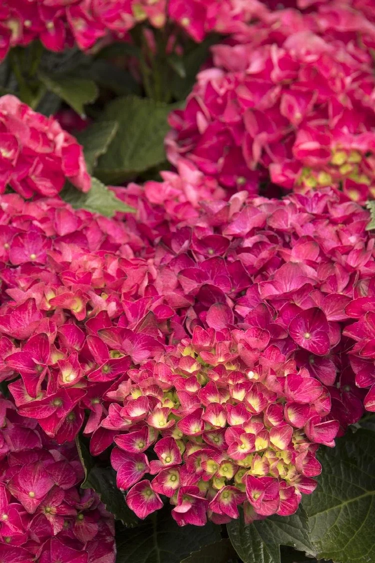Seaside Serenade Hydrangeas — Sunnyside Nursery