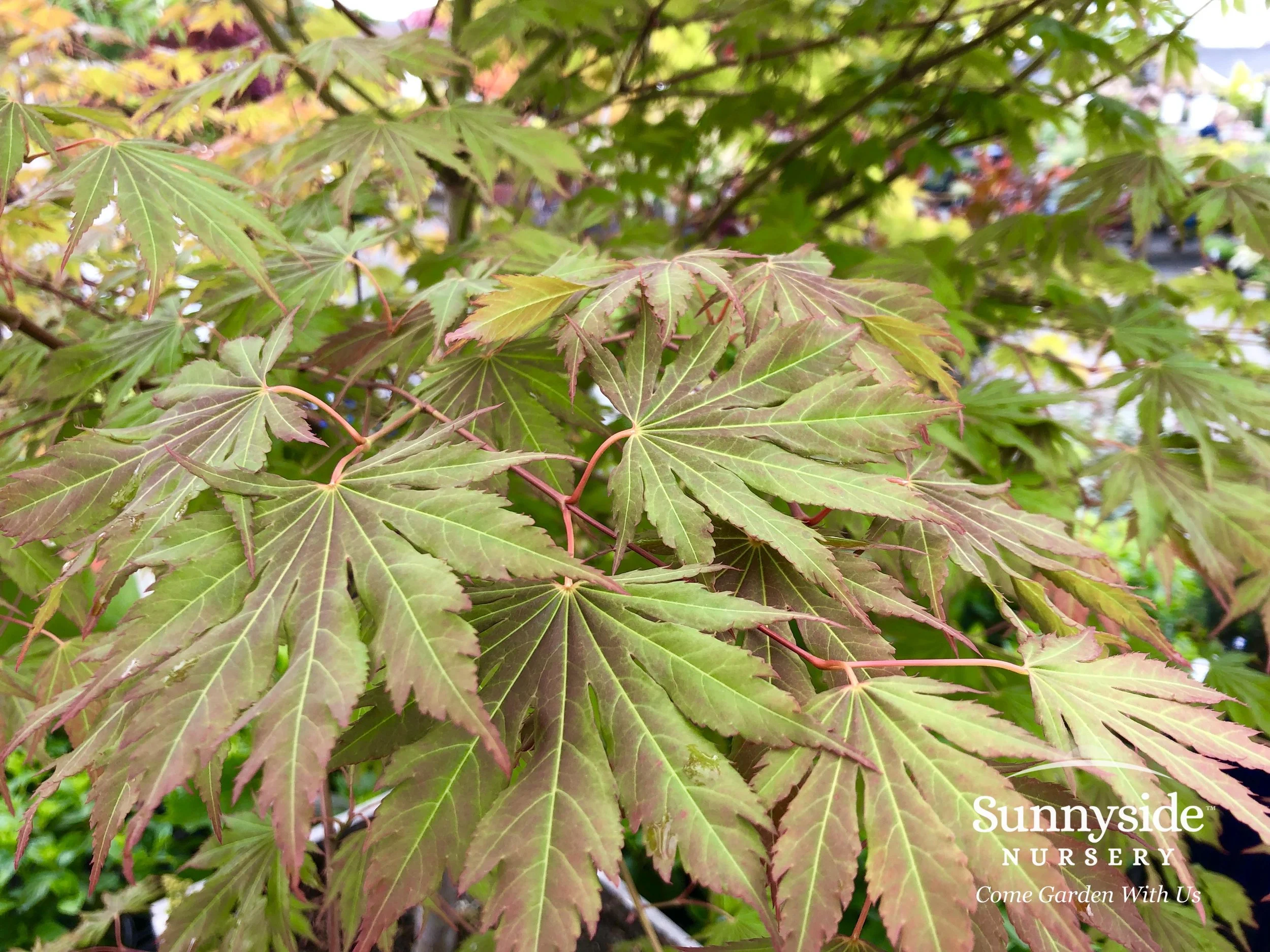Specialty Japanese Maples — Sunnyside Nursery