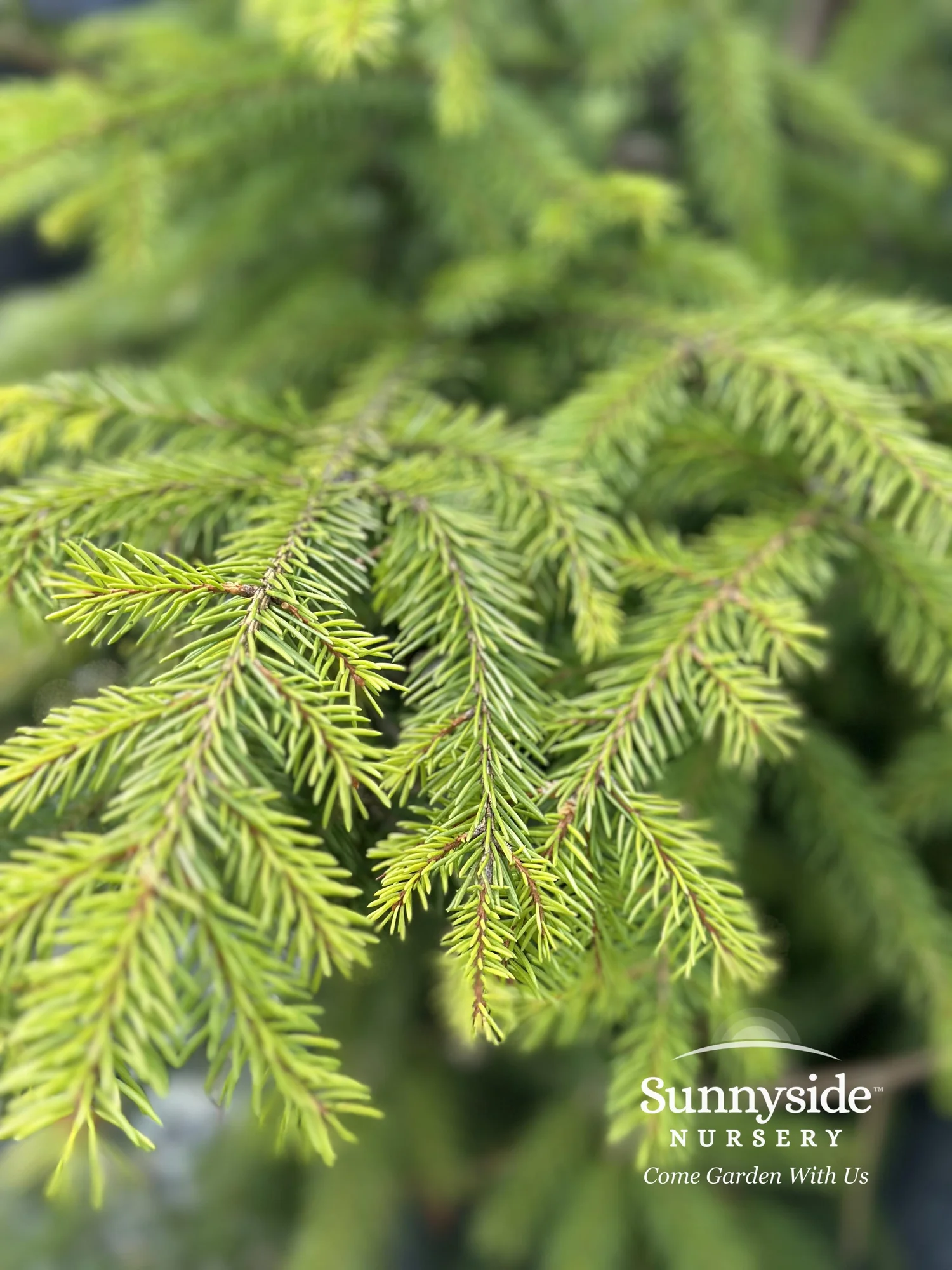 Picea — Sunnyside Nursery