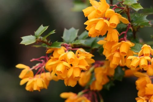 Beautiful Barberries — Sunnyside Nursery
