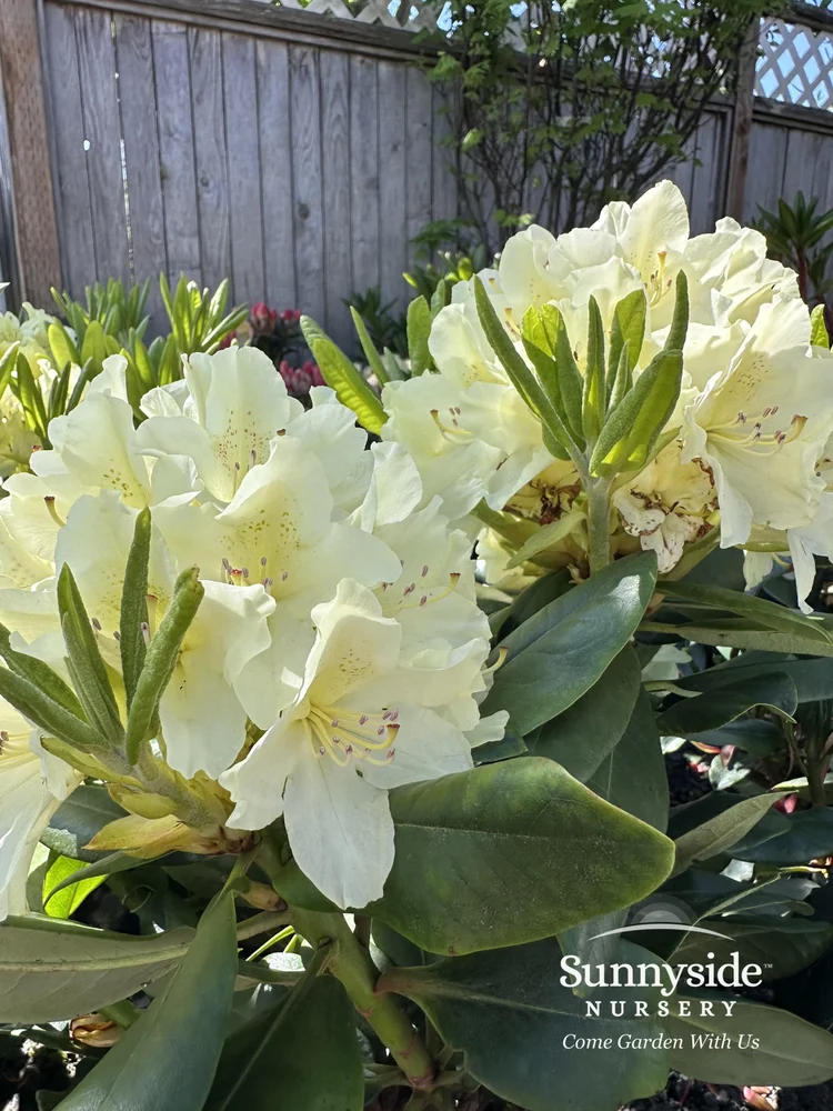 Orange & Yellow Rhododendrons — Sunnyside Nursery