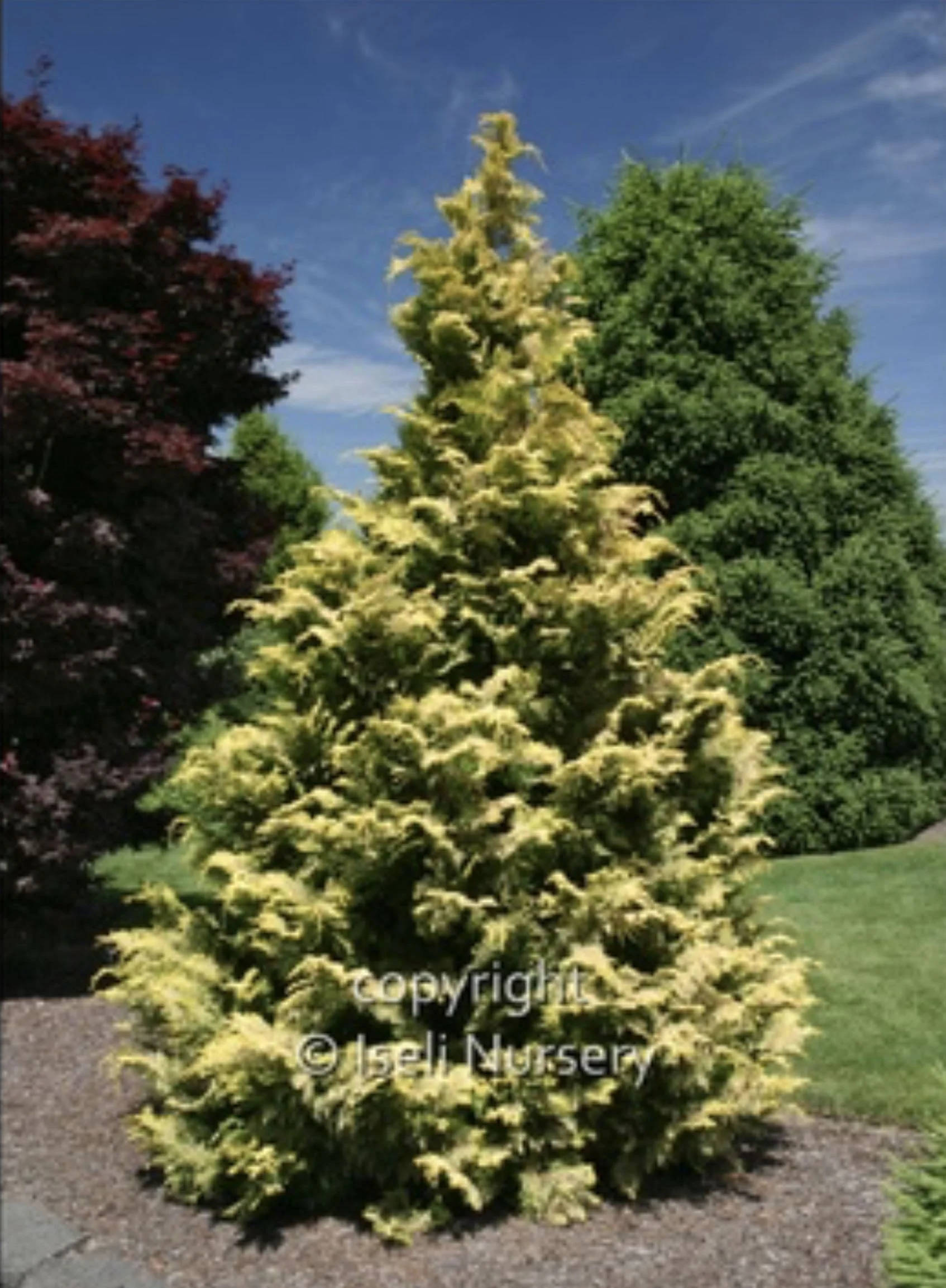 50 Shade Of Yellow - The Sequel — Sunnyside Nursery