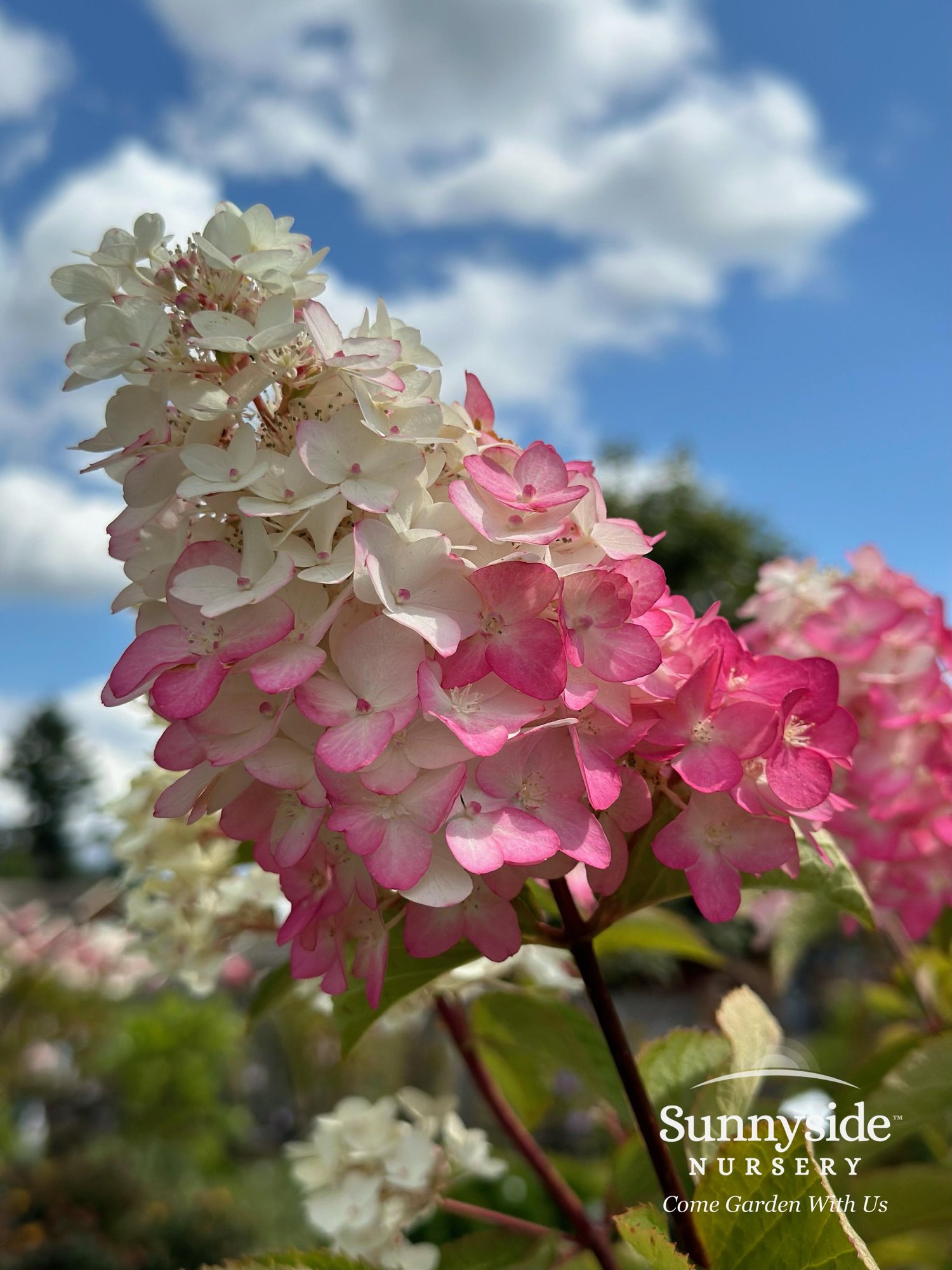 PeeGee Hydrangeas — Sunnyside Nursery