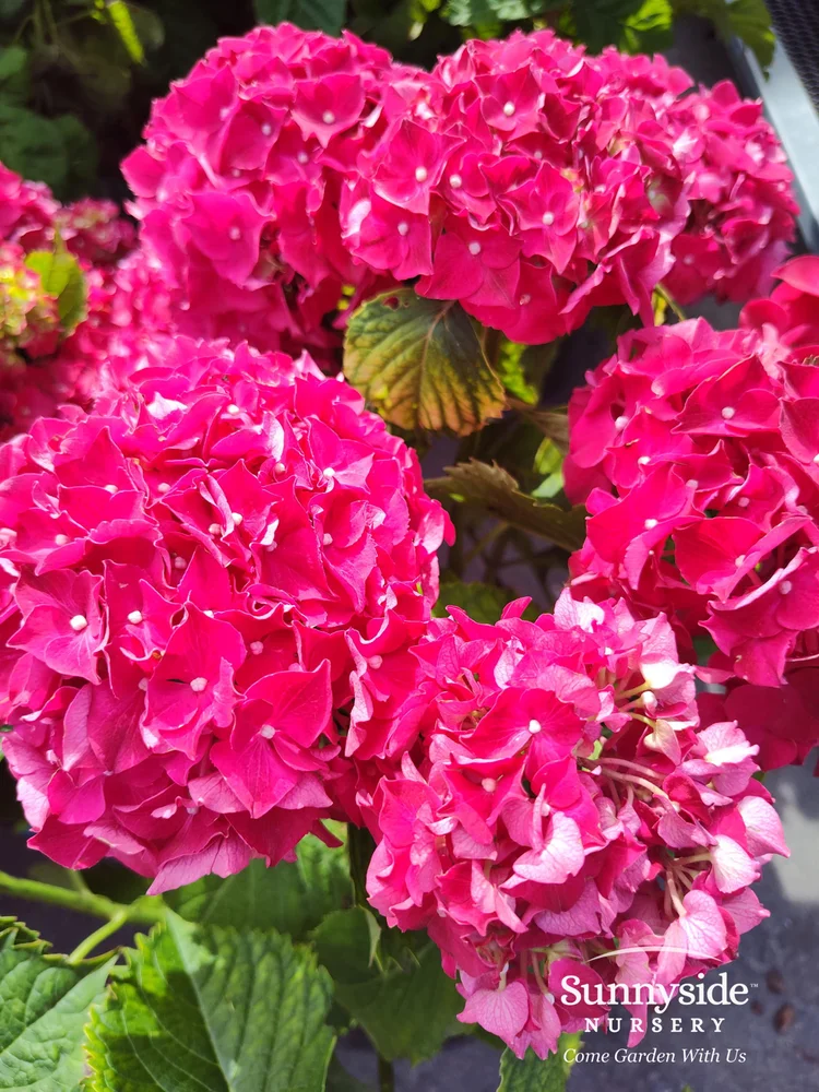 Big Leaf Hydrangeas — Sunnyside Nursery