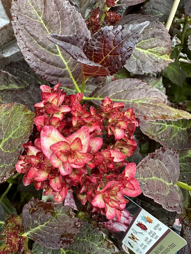 Big Leaf Hydrangeas — Sunnyside Nursery