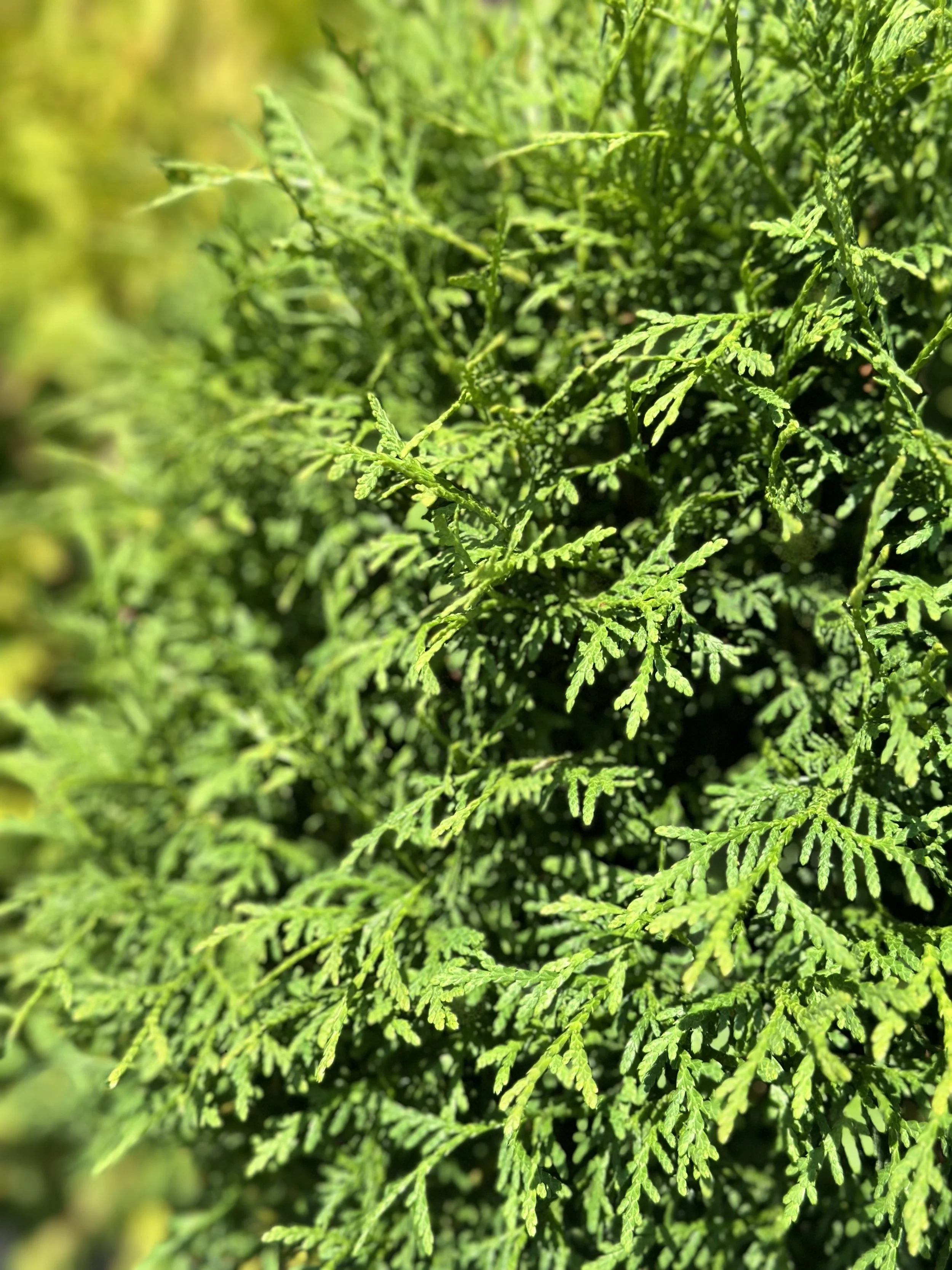 Thuja — Sunnyside Nursery