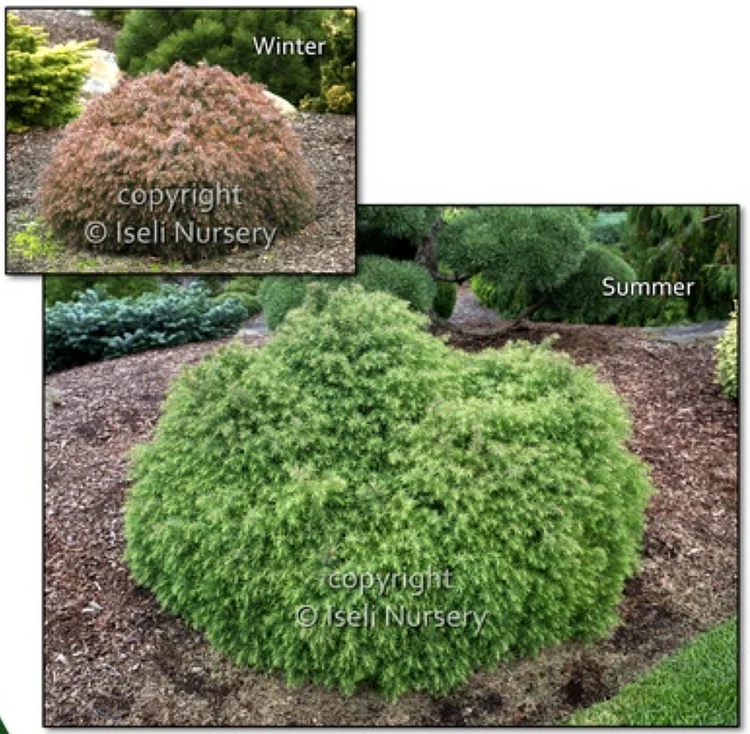 Cryptomeria — Sunnyside Nursery