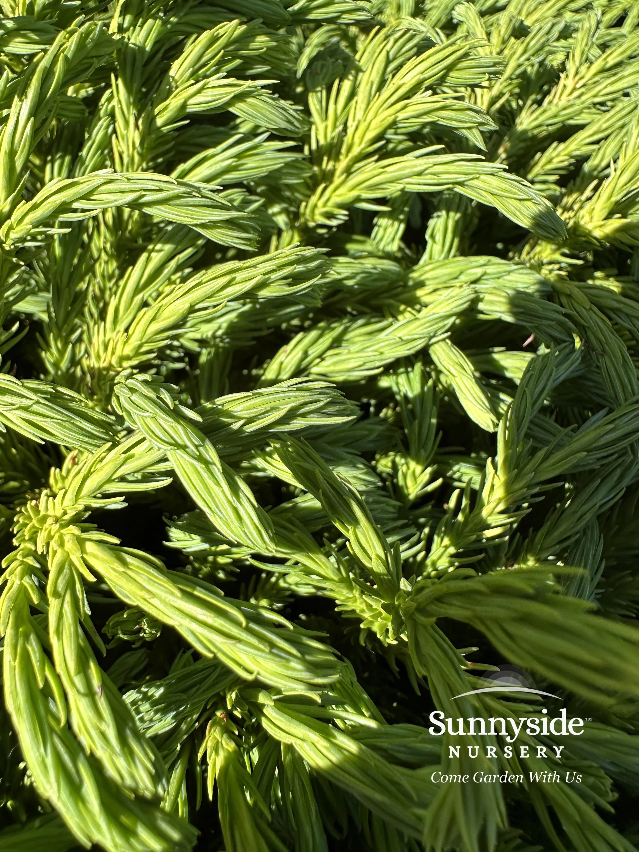 Cryptomeria — Sunnyside Nursery