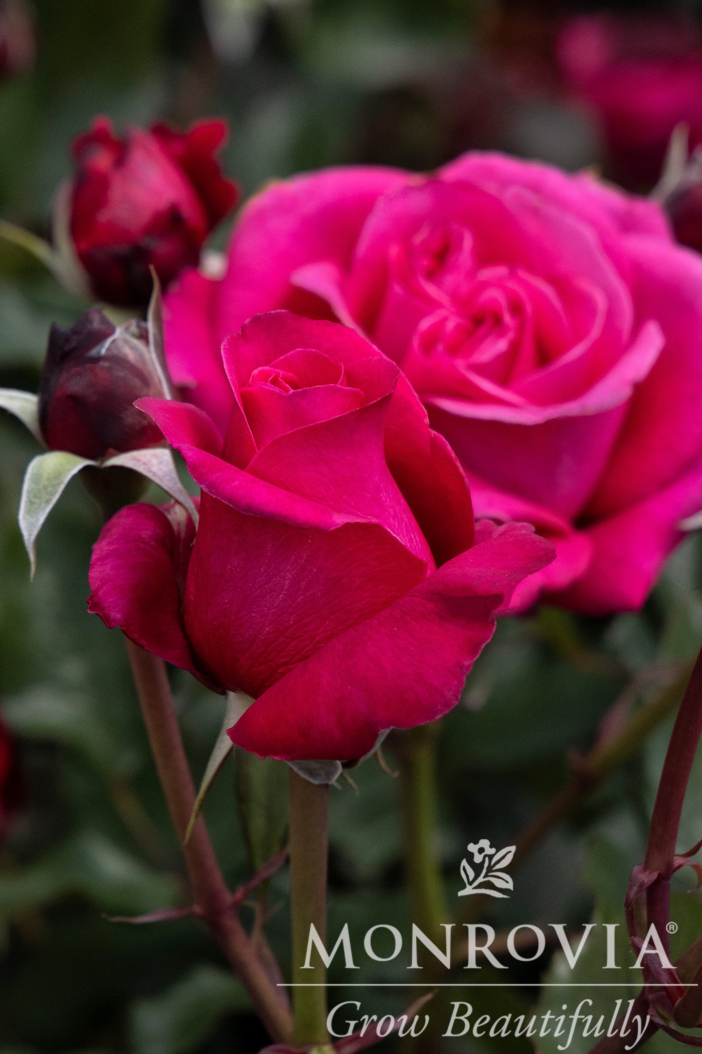 Brand New 2025 Roses — Sunnyside Nursery