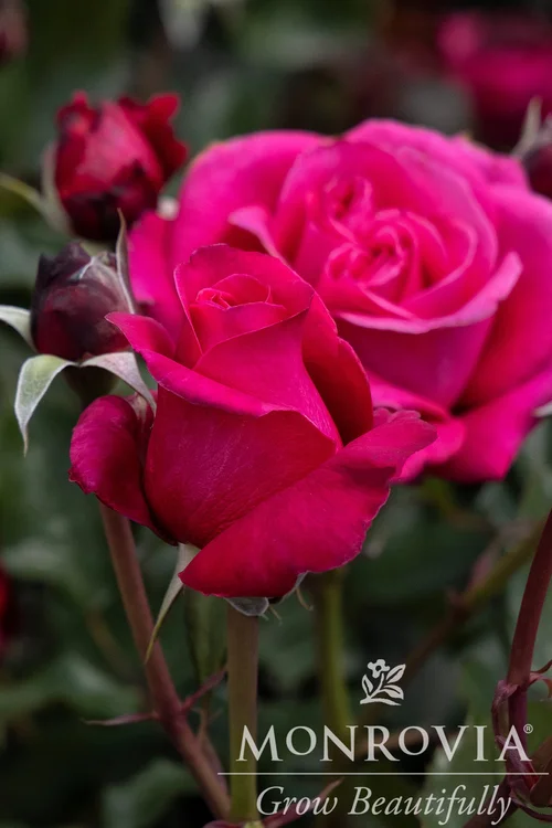 Brand New 2025 Roses — Sunnyside Nursery