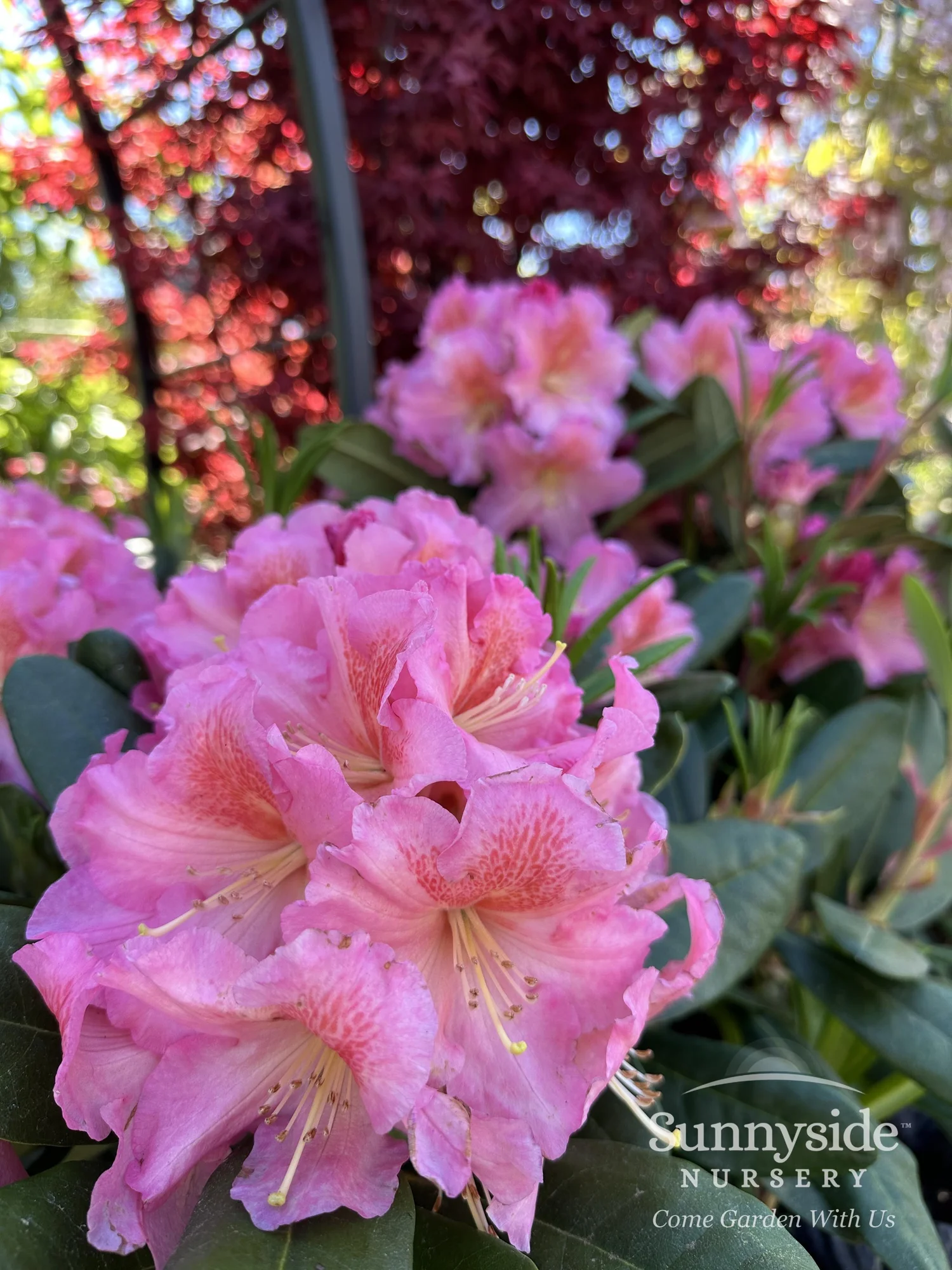 Pink Rhododendrons — Sunnyside Nursery