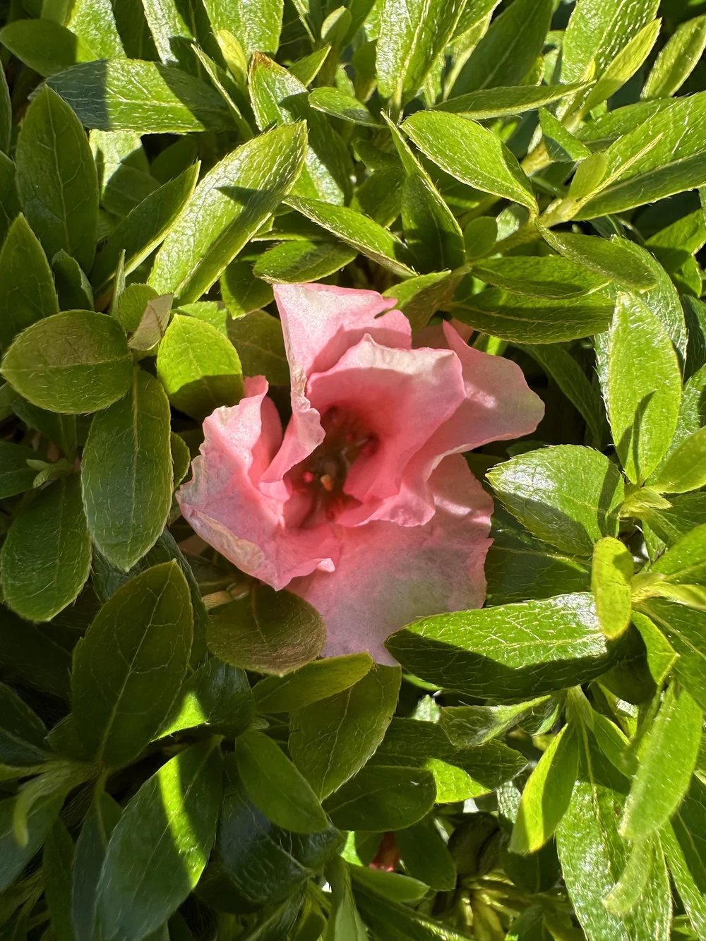 Pink Evergreen Azaleas — Sunnyside Nursery
