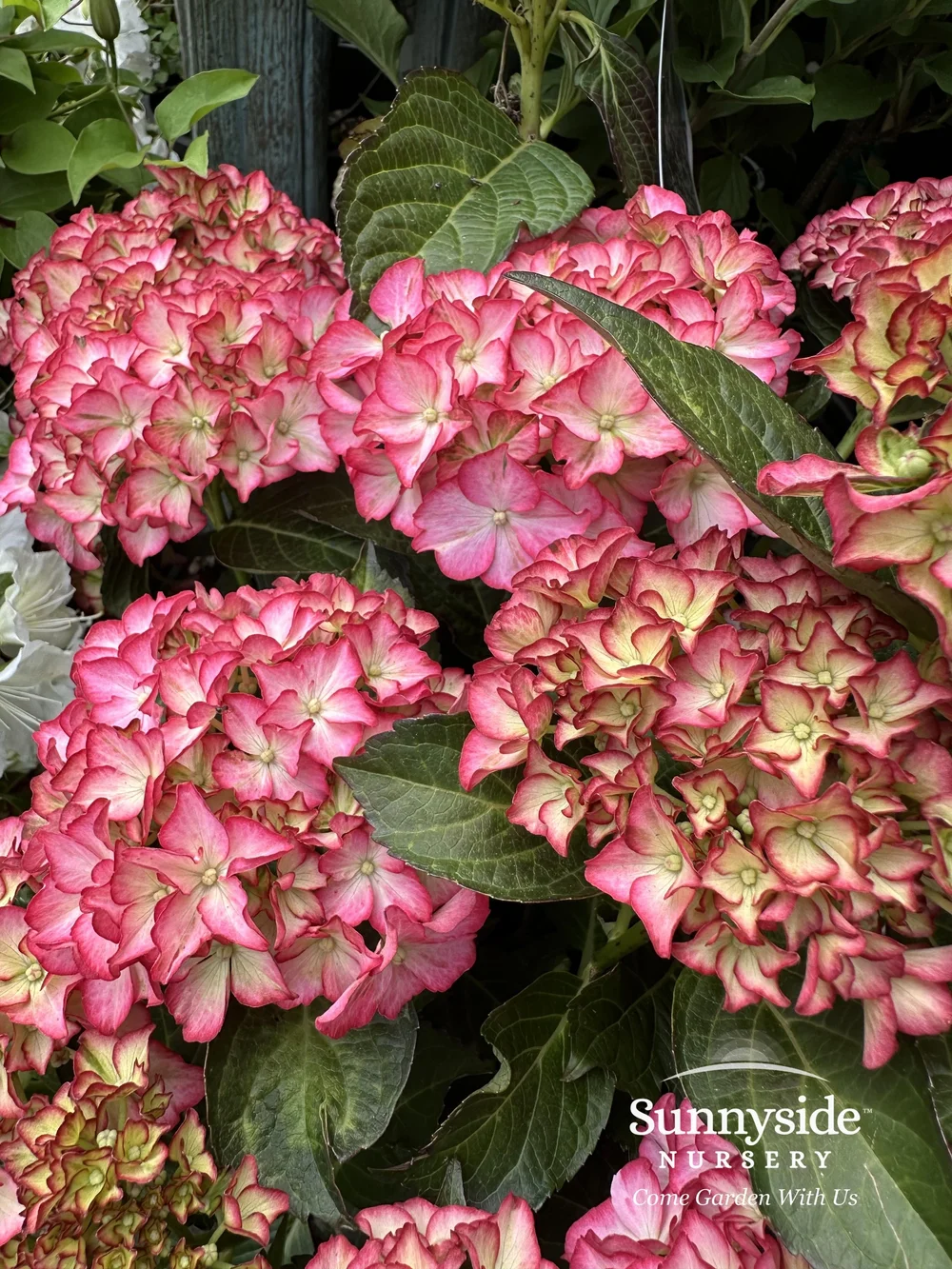 Seaside Serenade Hydrangeas — Sunnyside Nursery