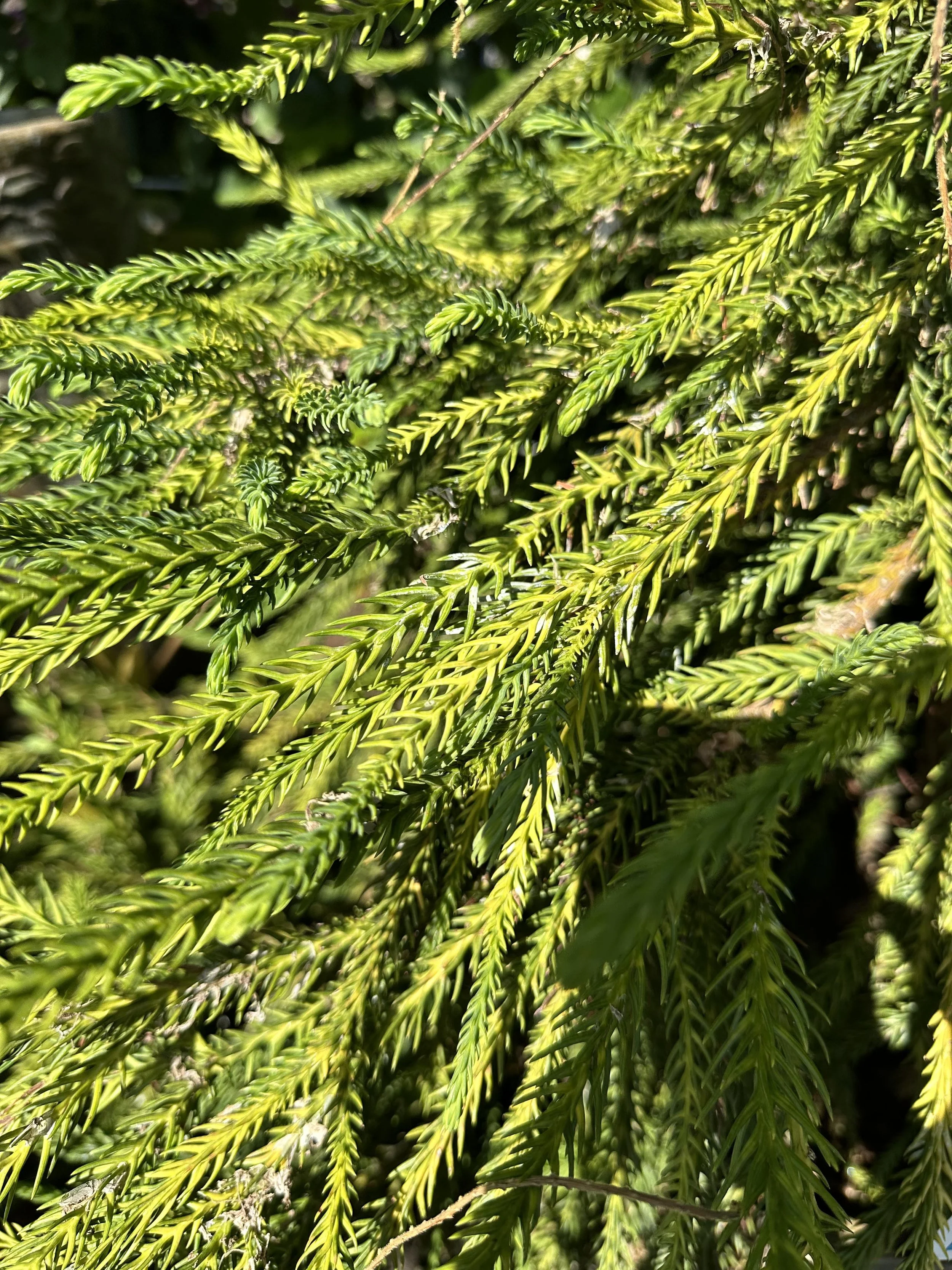 Cryptomeria — Sunnyside Nursery