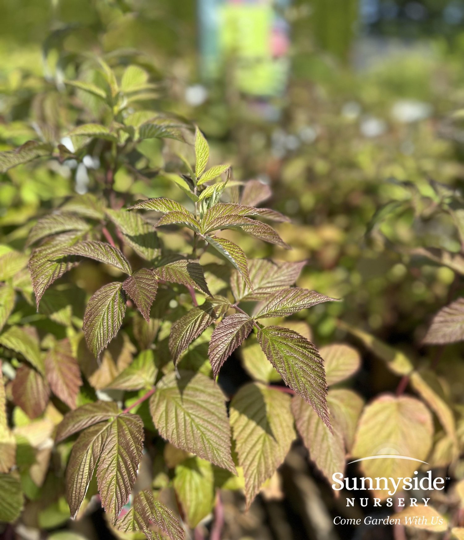 Raspberries — Sunnyside Nursery