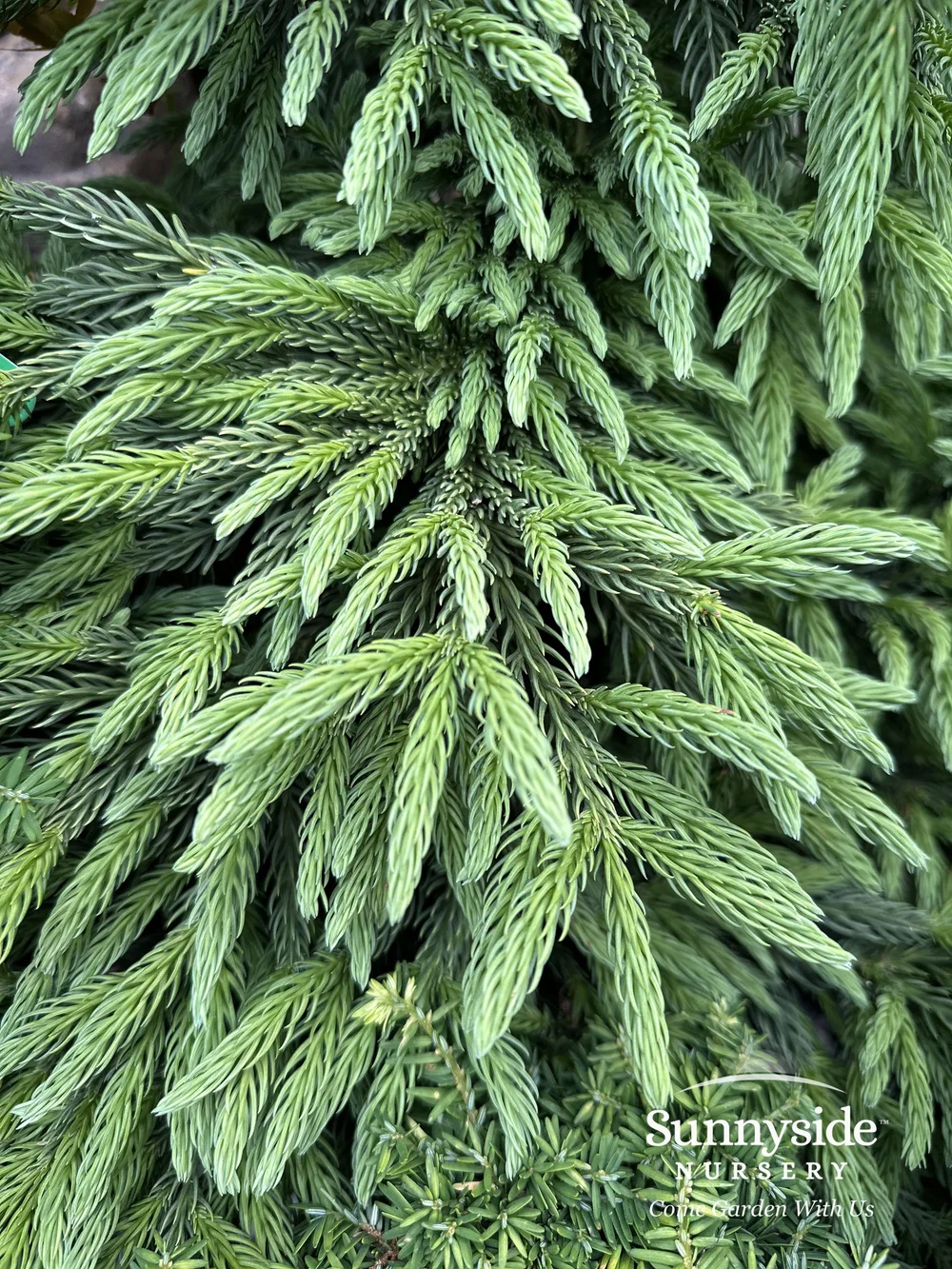 Cryptomeria — Sunnyside Nursery