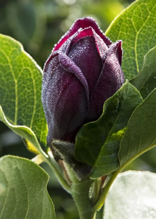 Magnolia Trees — Sunnyside Nursery