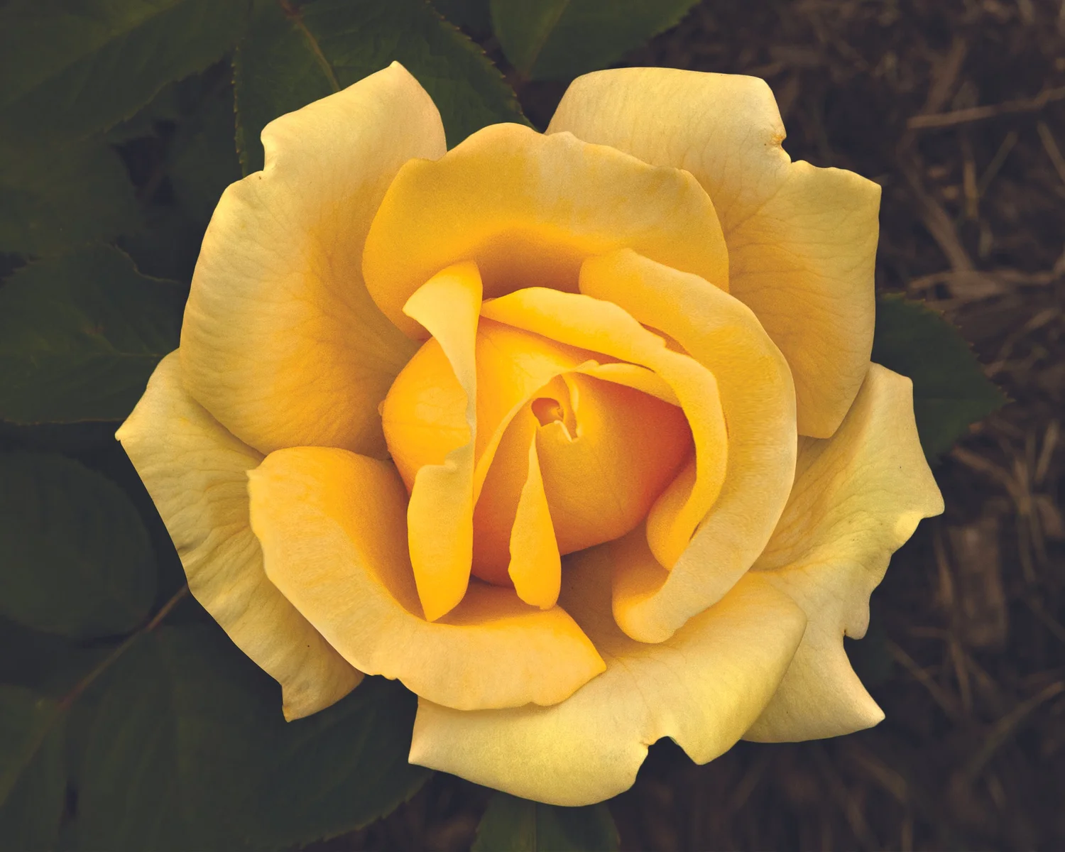 Hybrid Tea Roses — Sunnyside Nursery