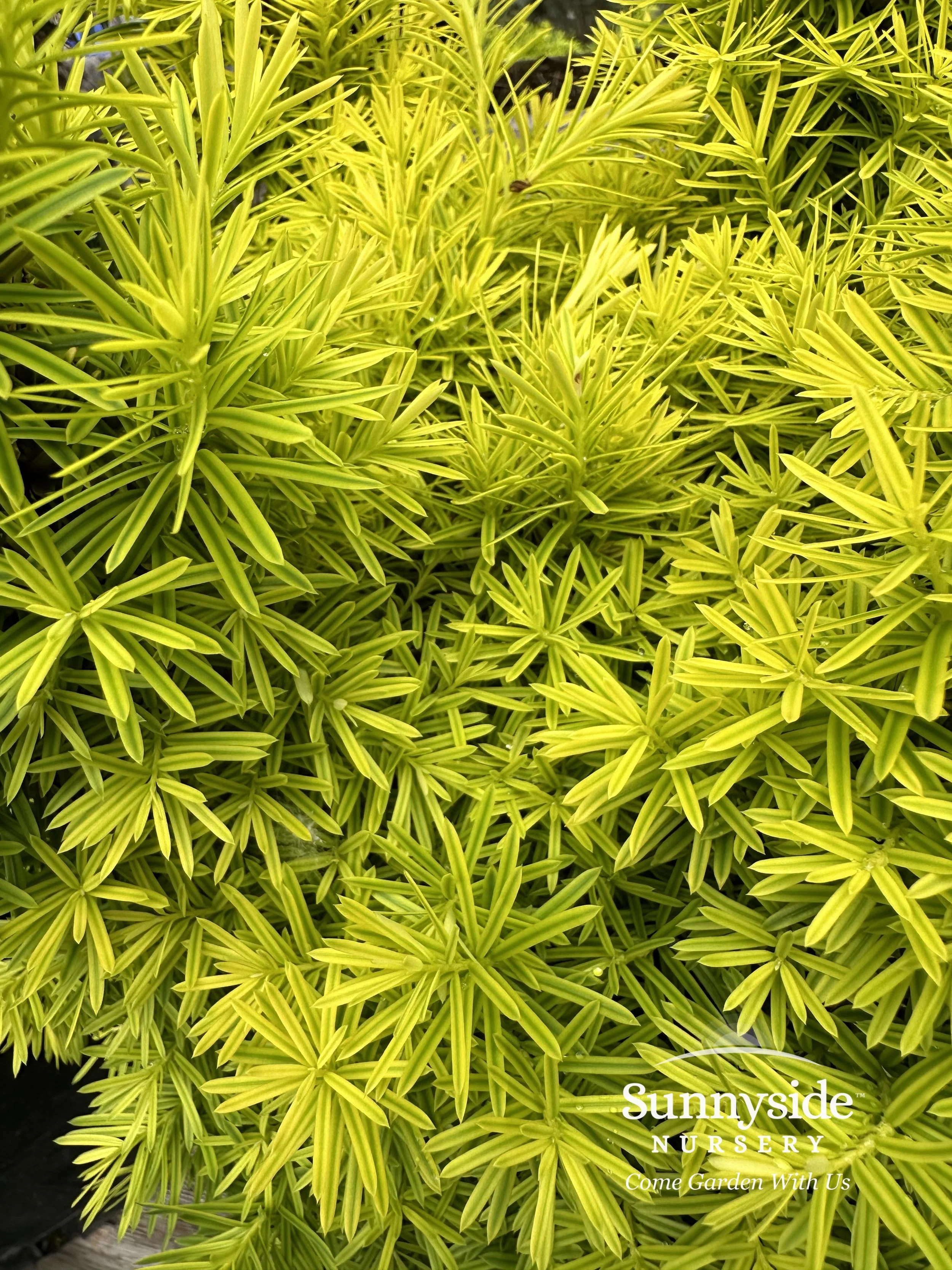 Taxus — Sunnyside Nursery