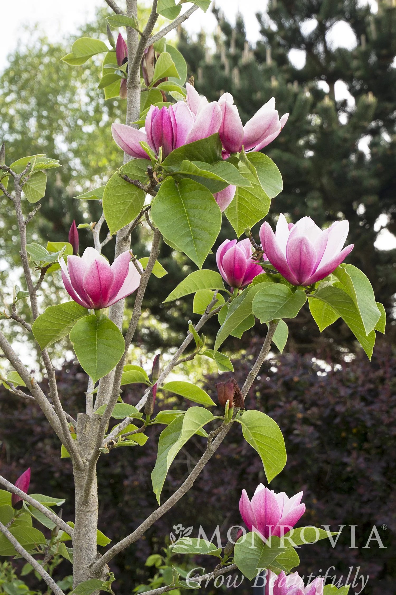 Magnolia Trees — Sunnyside Nursery