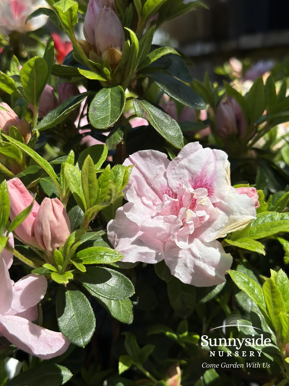 Pink Evergreen Azaleas — Sunnyside Nursery