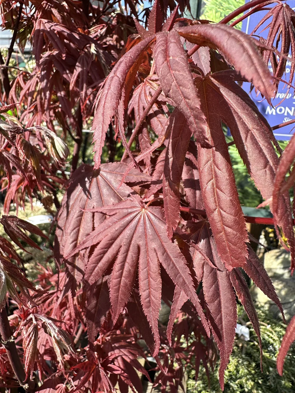 Japanese Maples Under 10 Feet N-Z — Sunnyside Nursery
