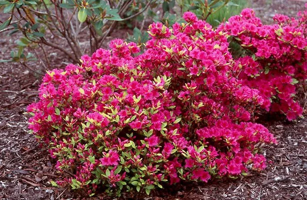 Purple Evergreen Azaleas — Sunnyside Nursery