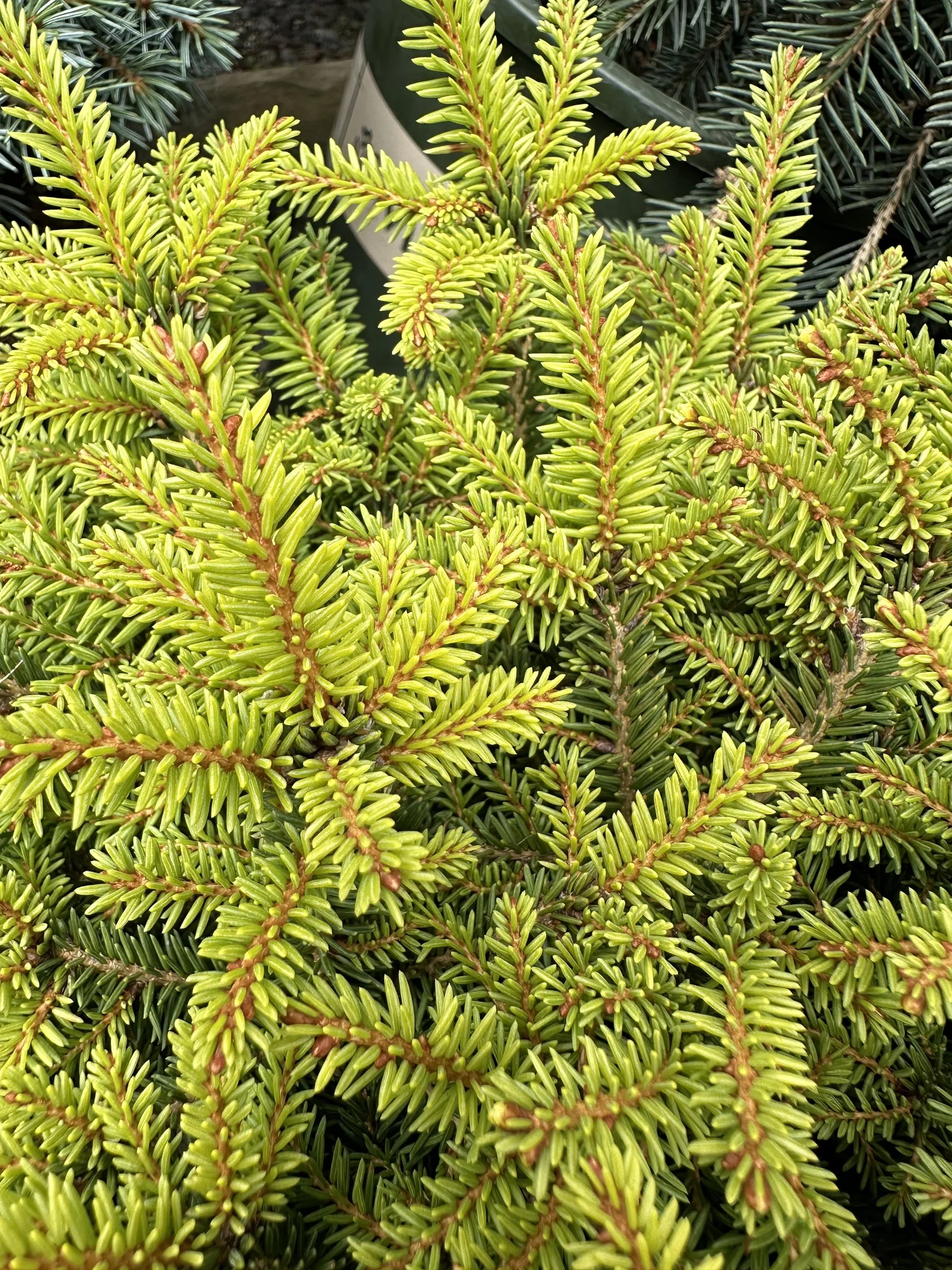 Picea — Sunnyside Nursery