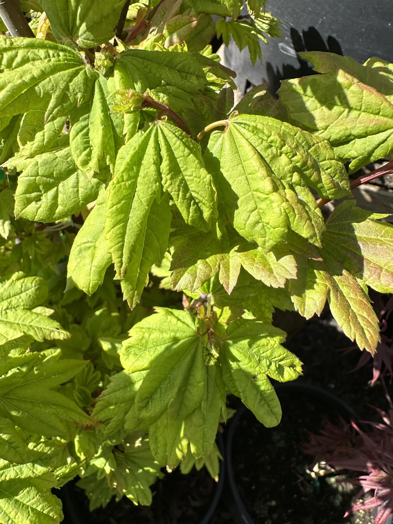 Specialty Japanese Maples — Sunnyside Nursery