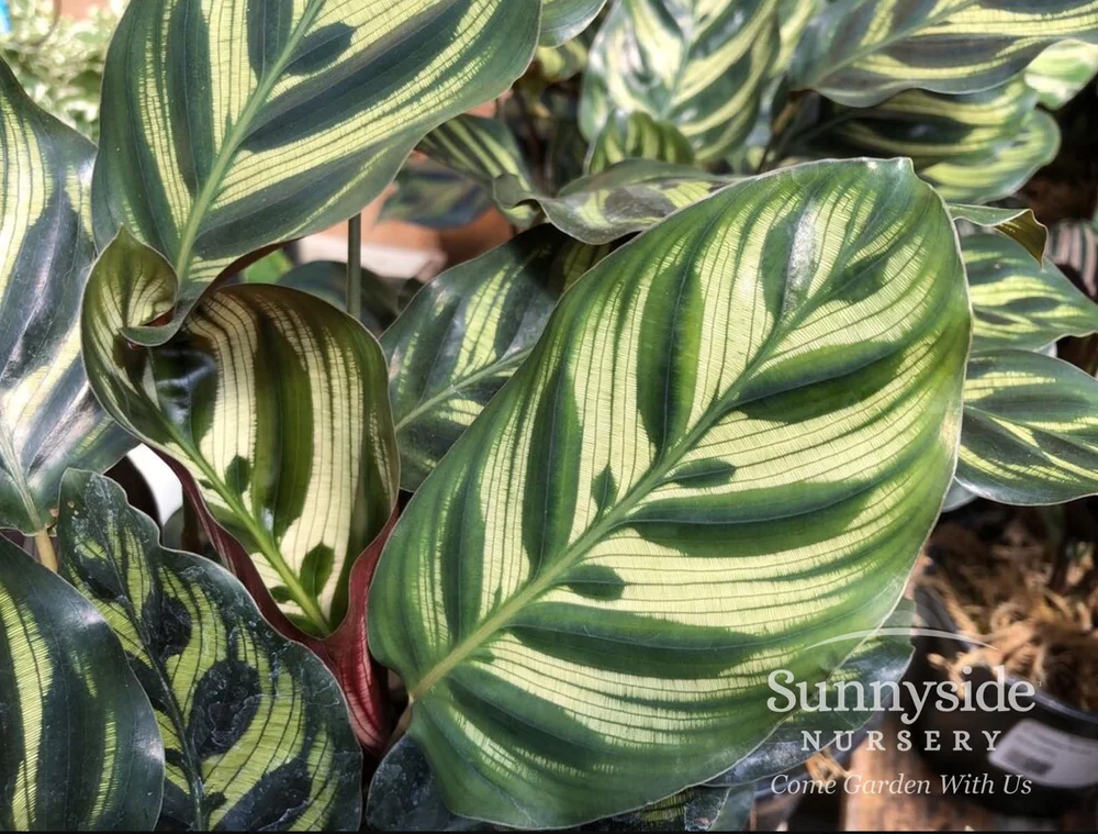 Medium Light Houseplants — Sunnyside Nursery