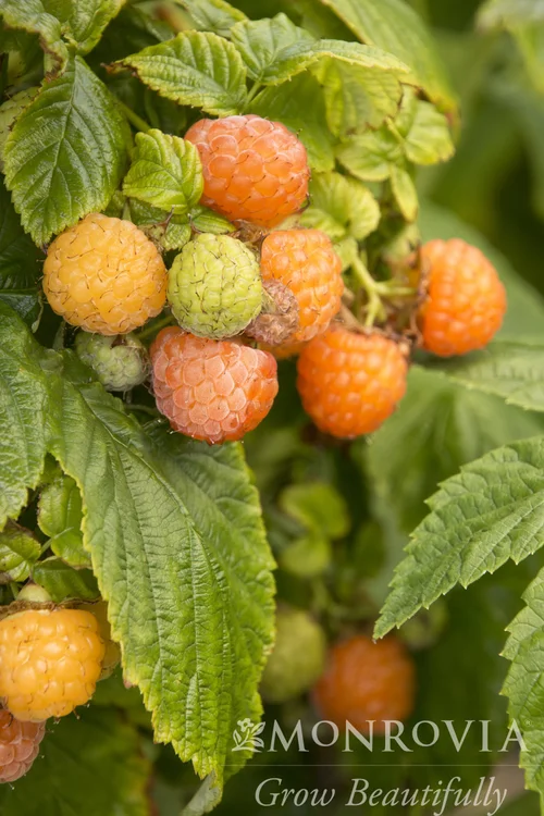 Raspberries — Sunnyside Nursery