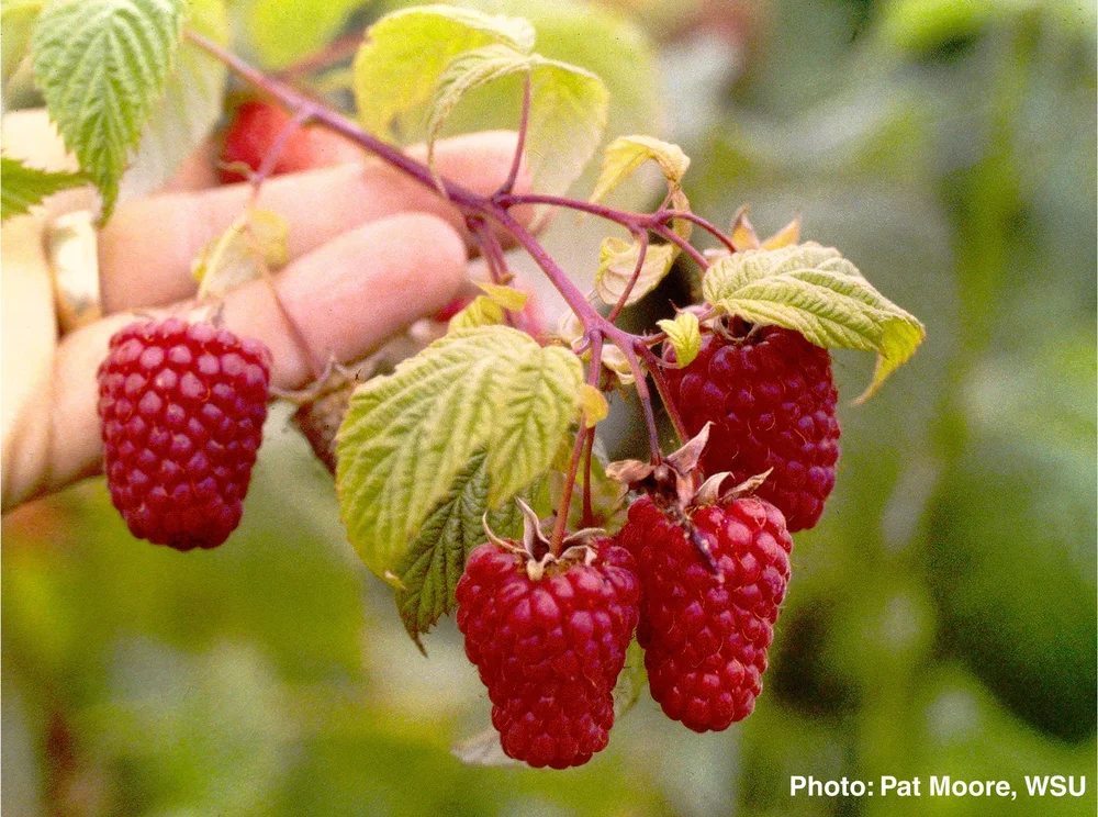 Raspberries — Sunnyside Nursery