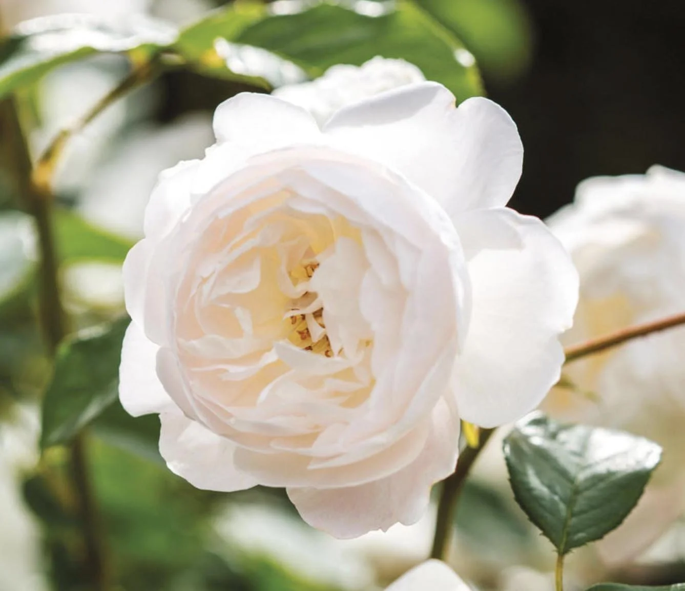 David Austin English Roses — Sunnyside Nursery