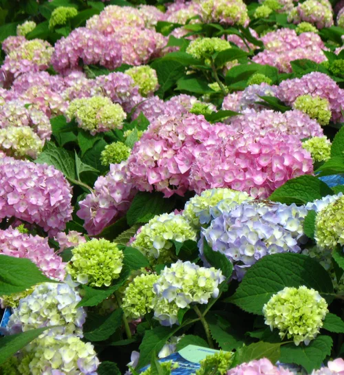 Seaside Serenade Hydrangeas — Sunnyside Nursery
