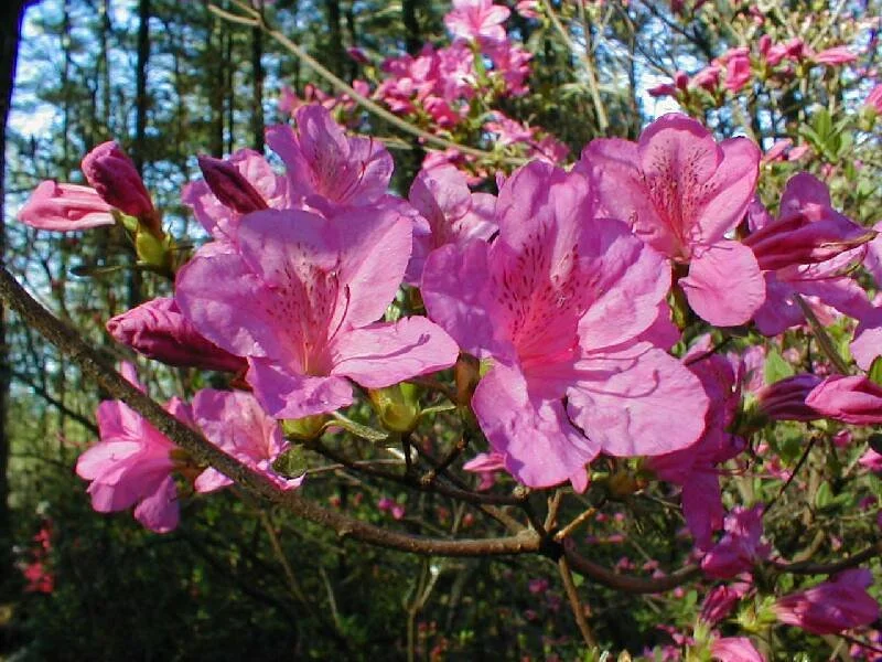 Pink Rhododendrons — Sunnyside Nursery