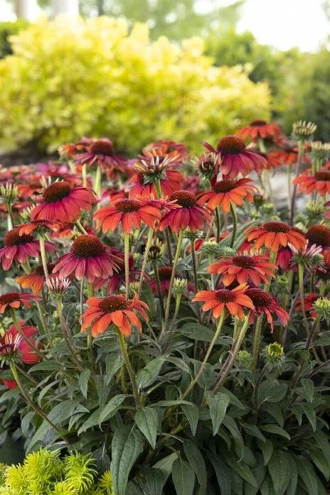 Evolution Coneflowers - They Just Keep Getting Better & Better ...