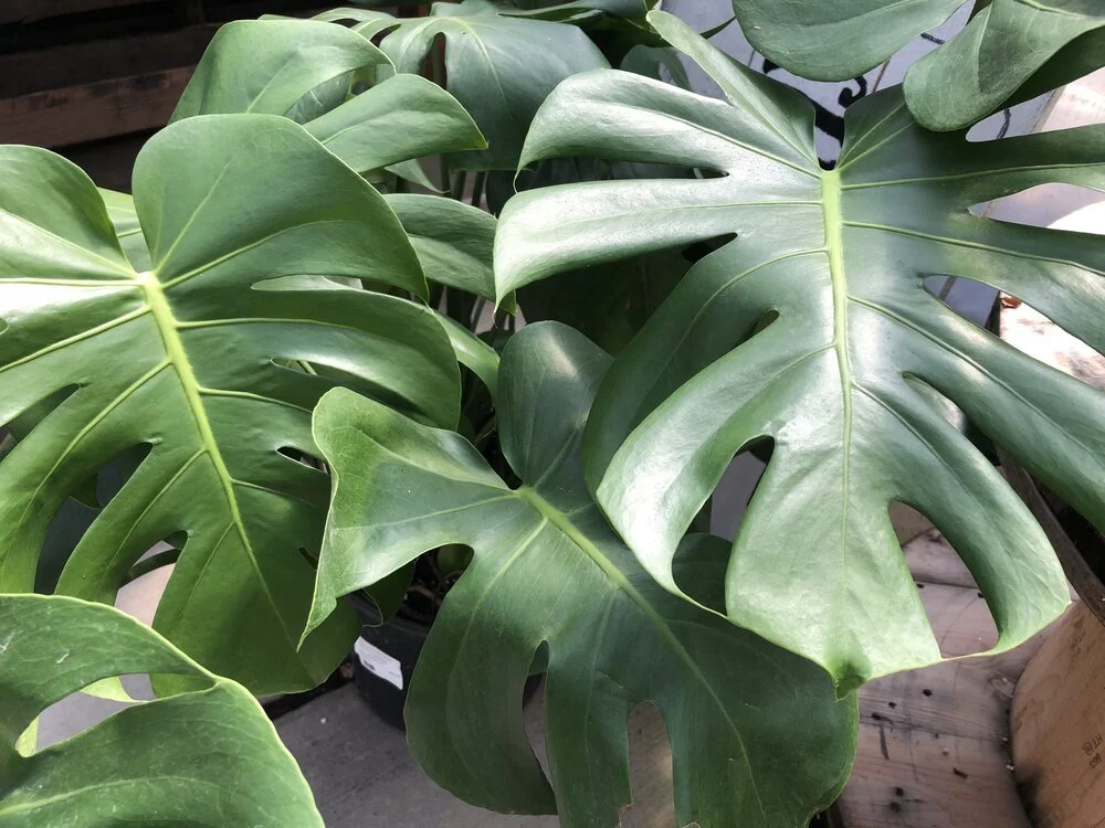 Medium Light Houseplants — Sunnyside Nursery