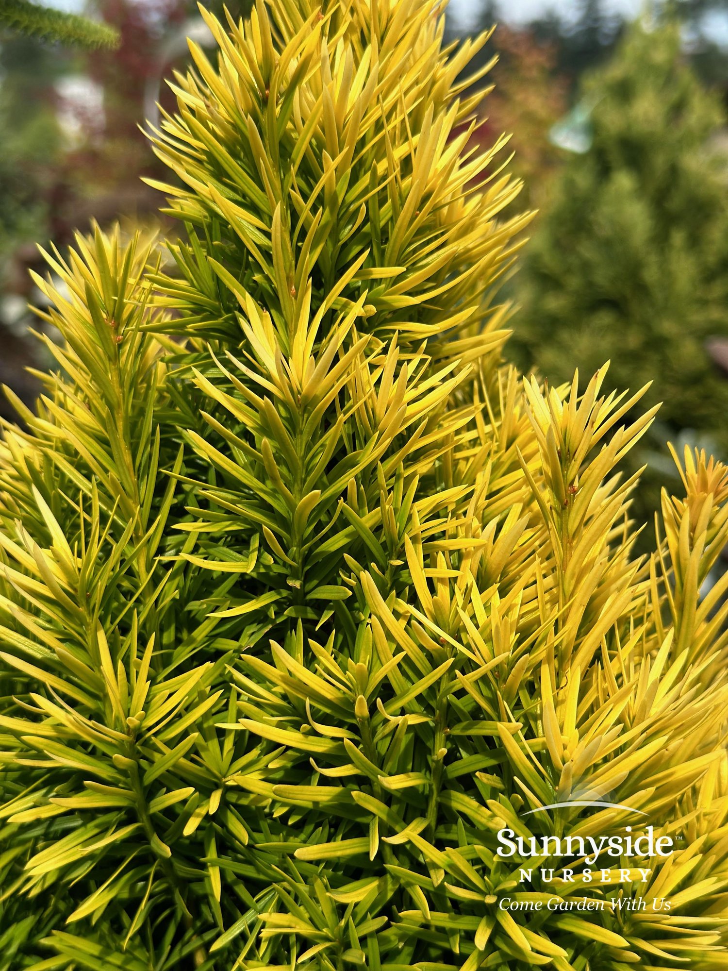 Taxus — Sunnyside Nursery
