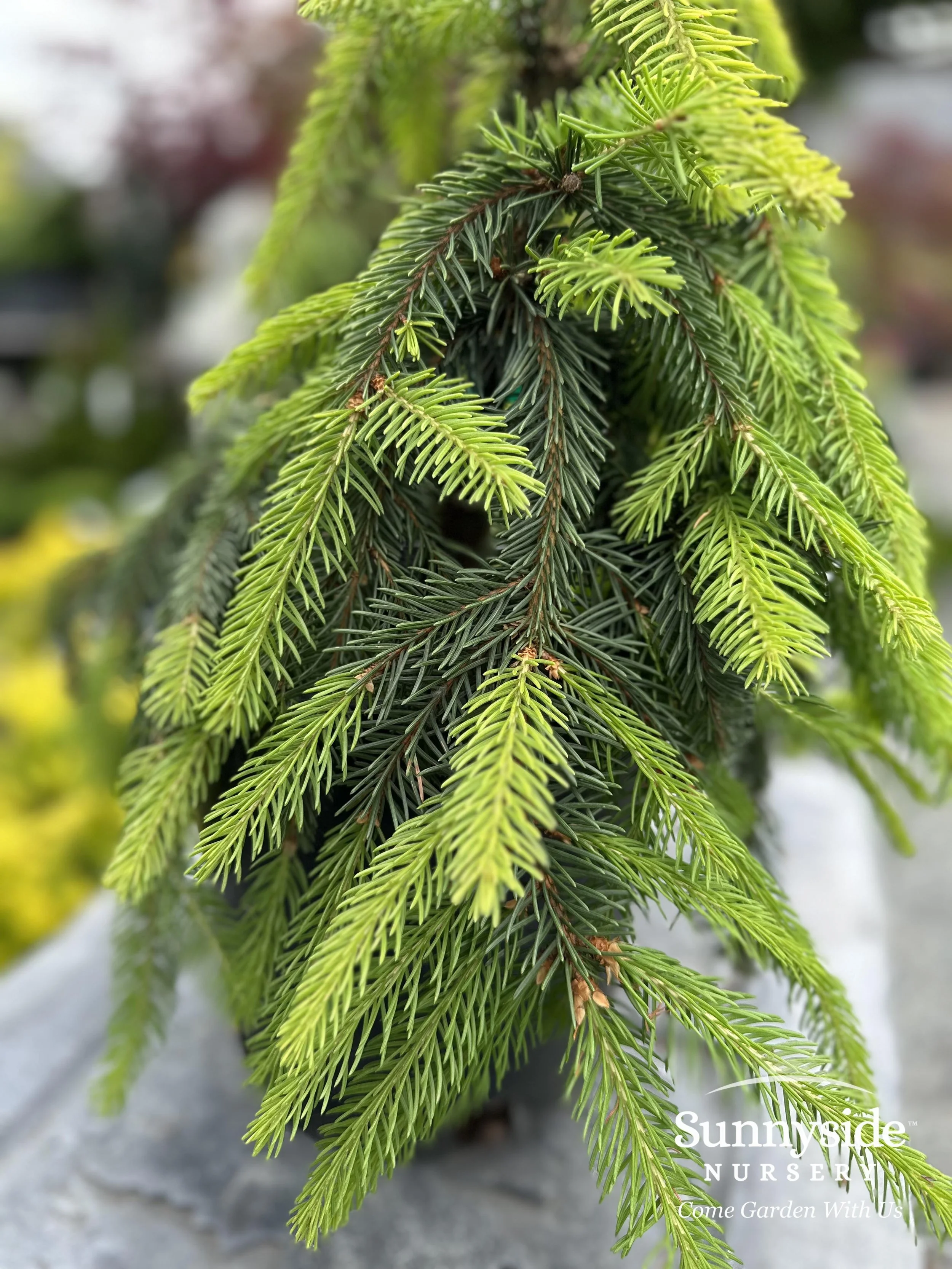 Picea — Sunnyside Nursery