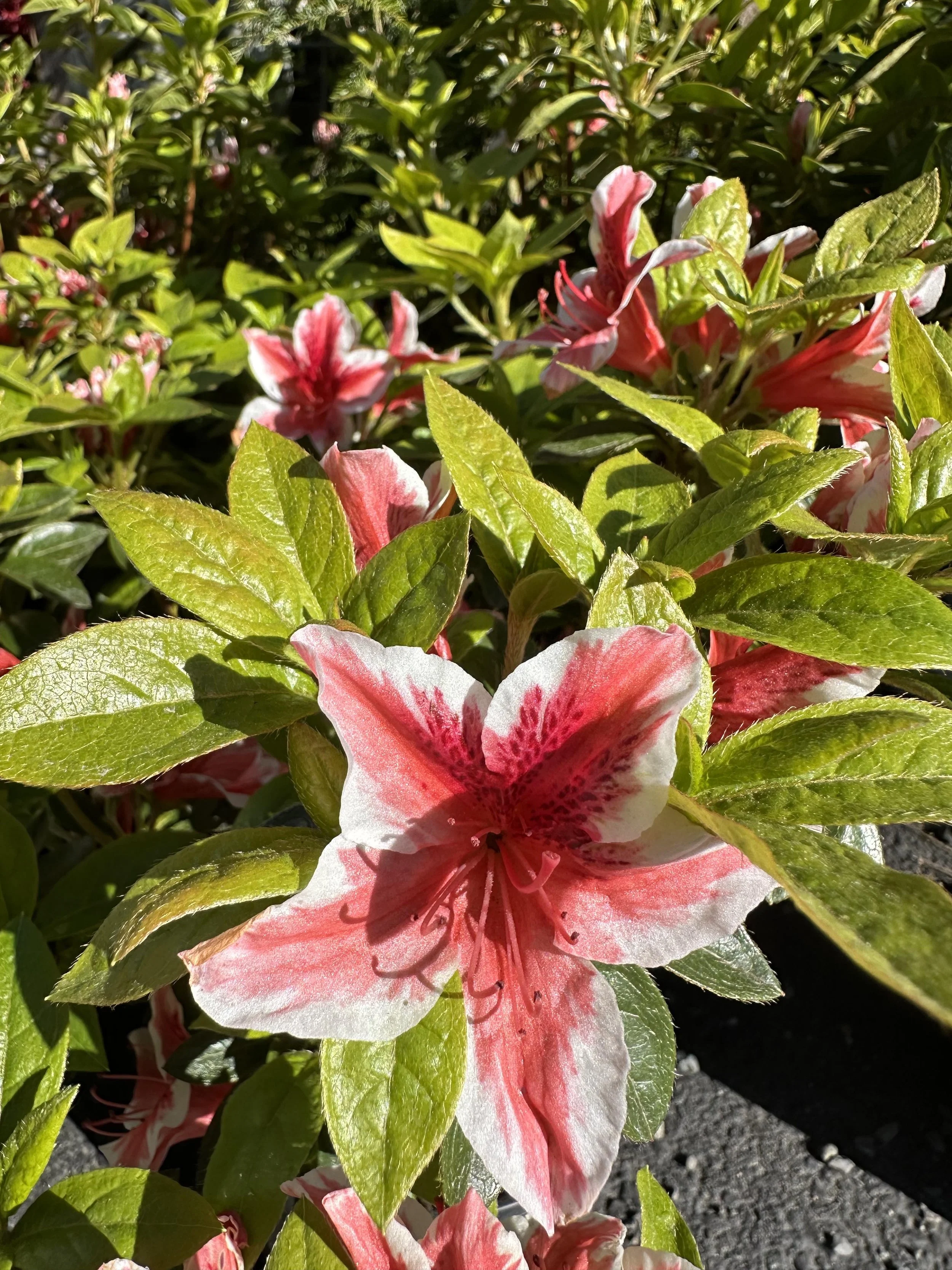 Evergreen Azaleas — Sunnyside Nursery