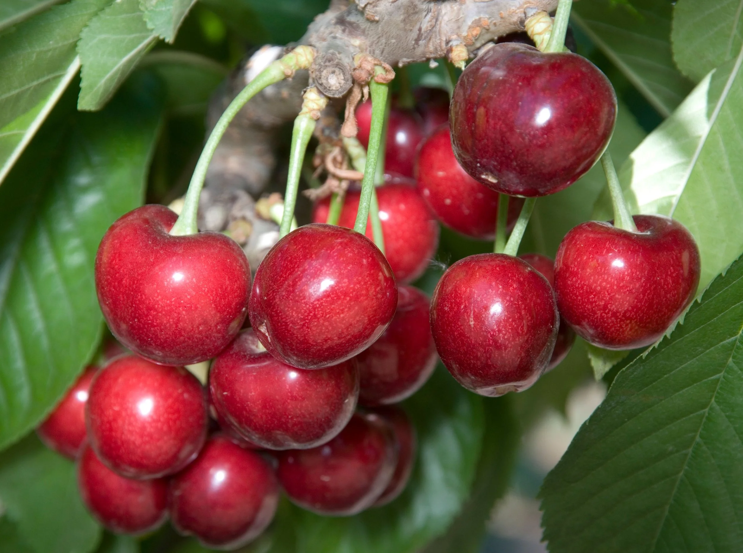 Cherry Trees — Sunnyside Nursery