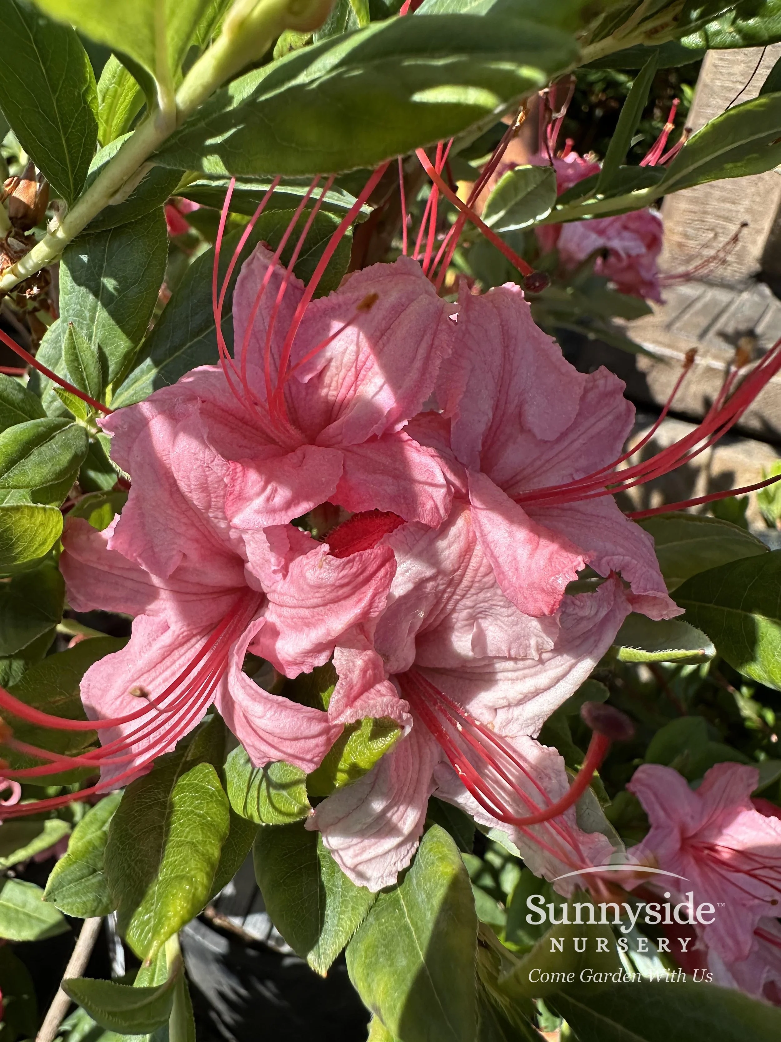 Pink Deciduous Azaleas — Sunnyside Nursery