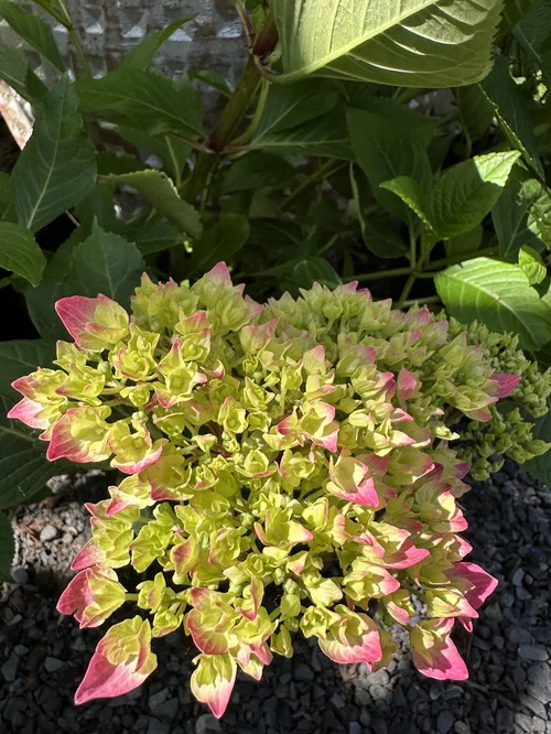 Big Leaf Hydrangeas — Sunnyside Nursery