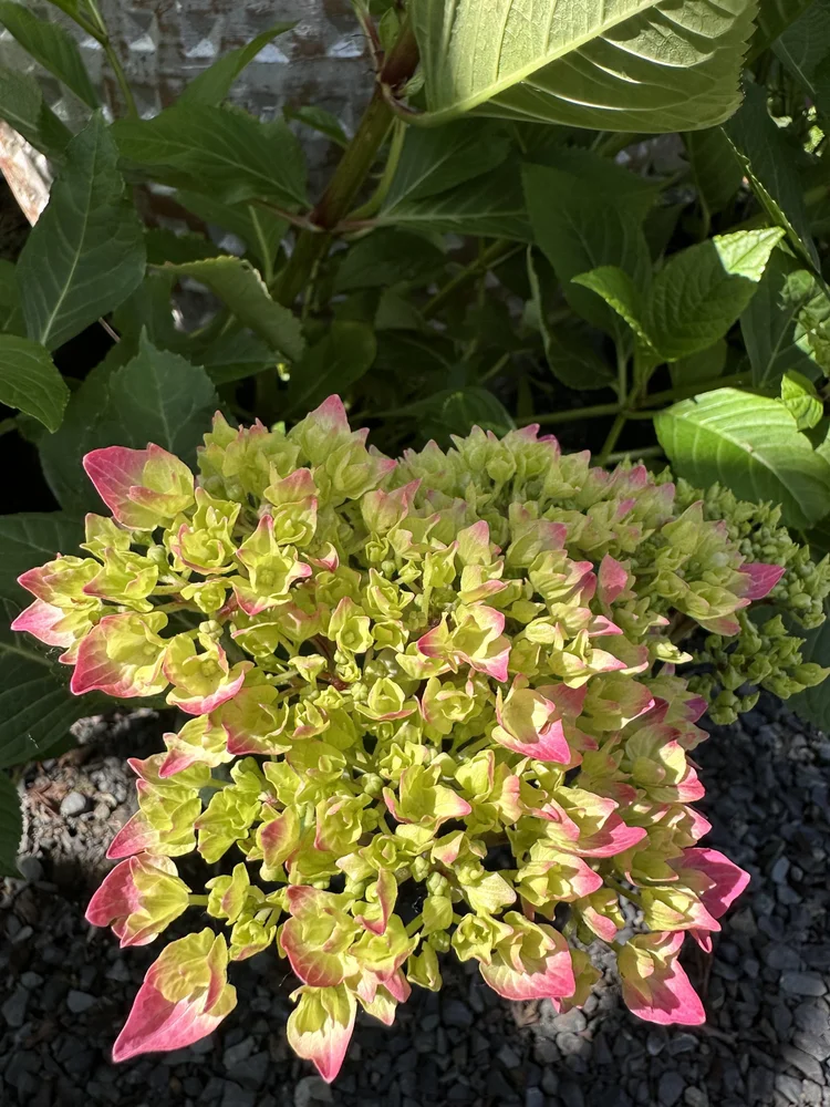 Big Leaf Hydrangeas — Sunnyside Nursery